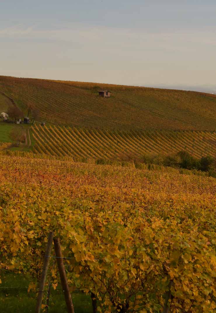 Balade dans les vignes d'Alsace près de Soultz